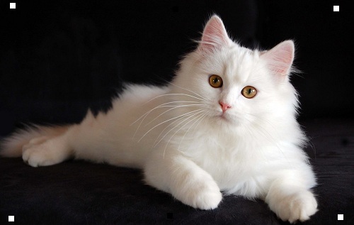 Persian Cat Breed Information (Shirazi cats)