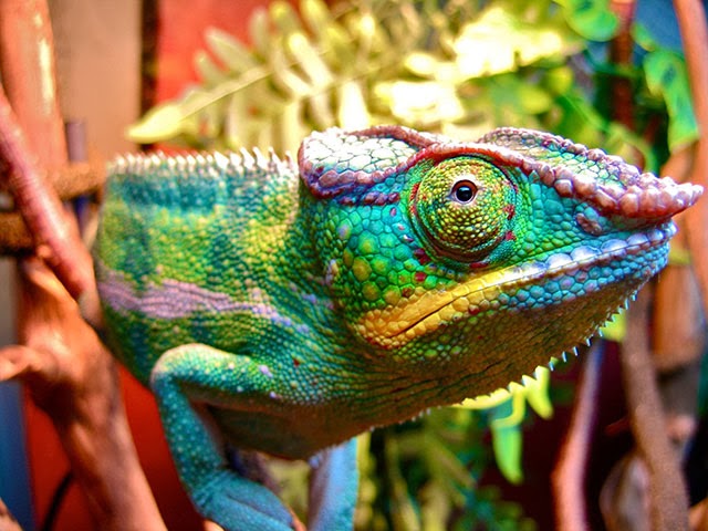 Charisma of Nature; The Most Amazing Animals As You Never See Before ...