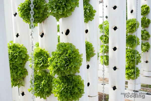 Meet Future Foods Farms, Developed by California's Agricultural ...