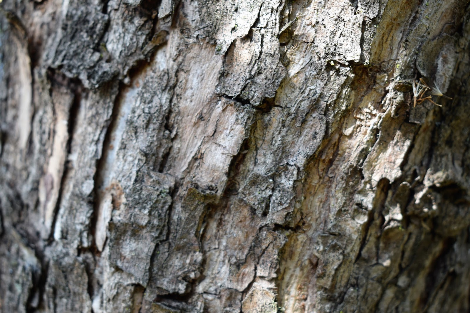 Fernando Ruz: Plantas nativas de Chile: Quillay, küllay, Quillaja saponaria