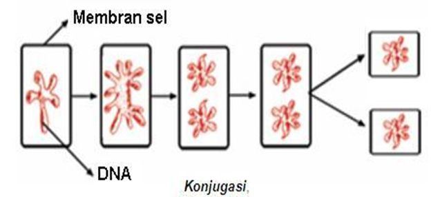 Bakteri: Reproduksi Bakteri Seksual