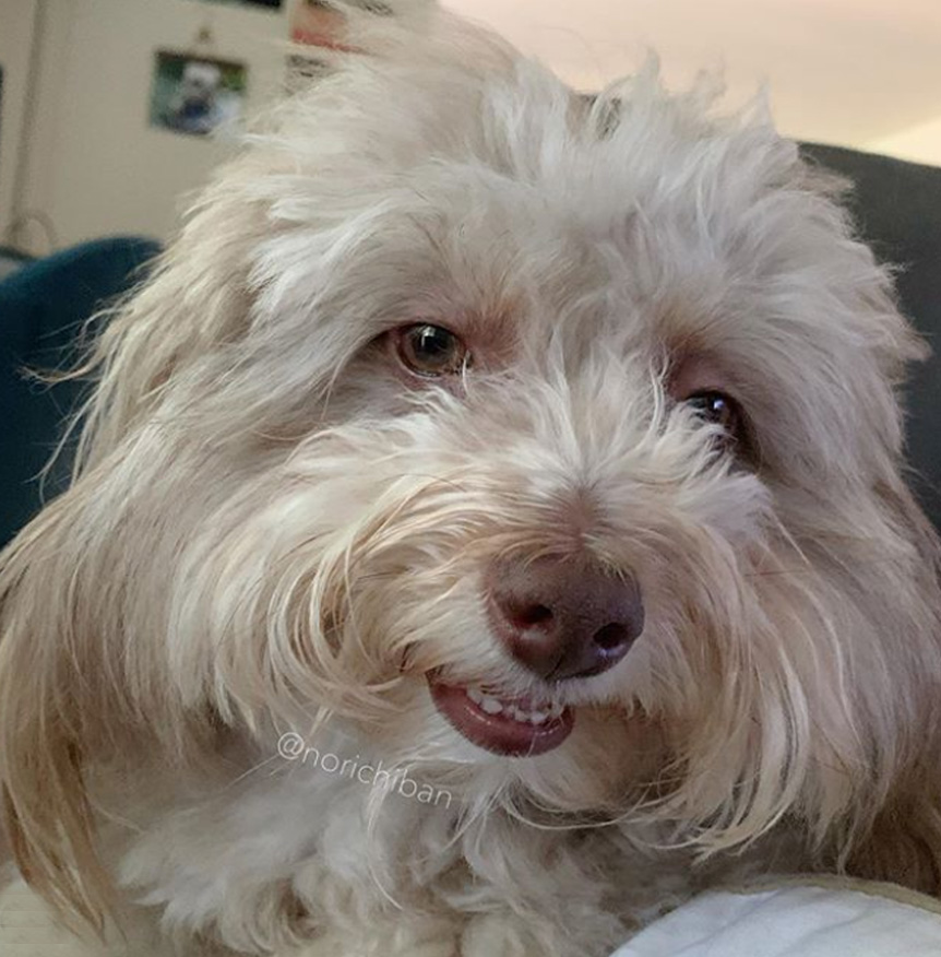 Conozcan a Nori, el adorable perrito con expresiones casi humanas ...