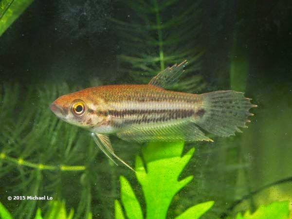 The rainforests of Borneo & Southeast Asia: Betta cf. anabantoides from ...
