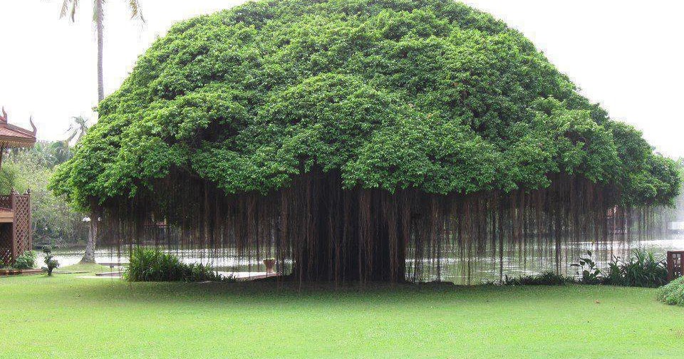 .UTHA PATAK : banyan tree benefits बरगद के पेड़ के फायदे