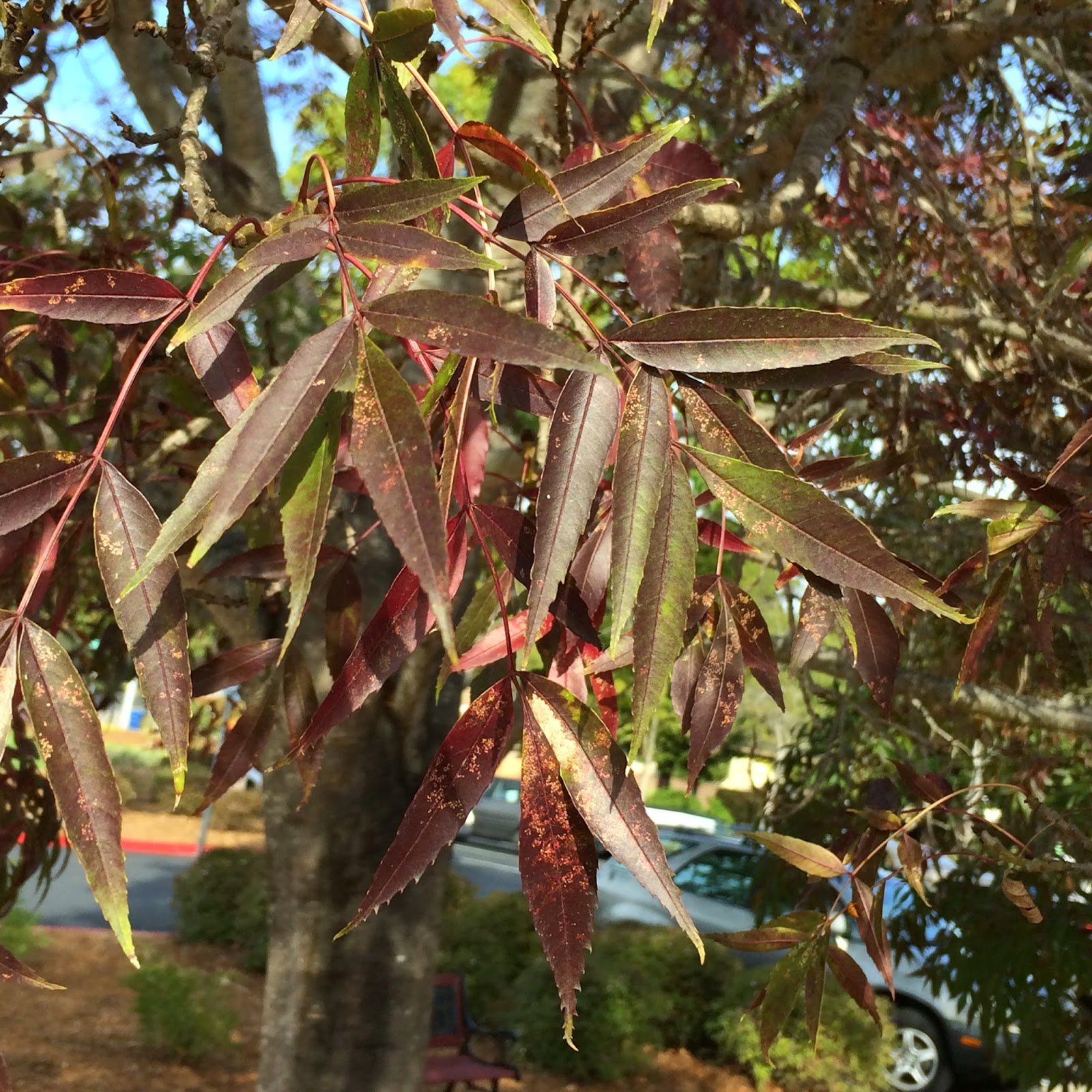Trees of Santa Cruz County: Fraxinus angustifolia 'Raywood' - Raywood Ash