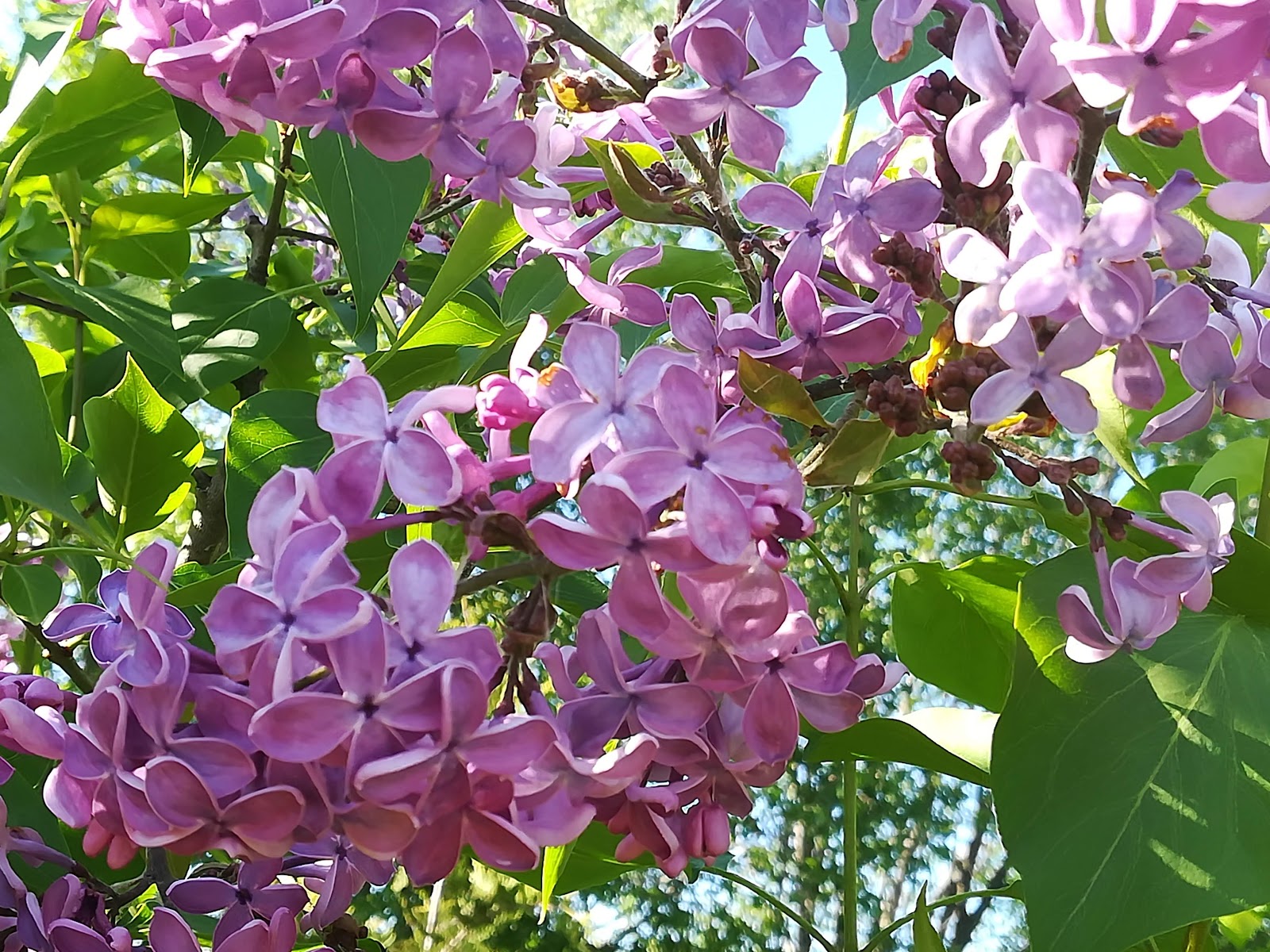 Rohtaias.: Sirel Syringa