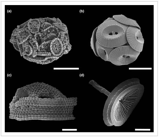 Rapid Uplift: Coccolithophore Life Cycles and Calcite Morphology