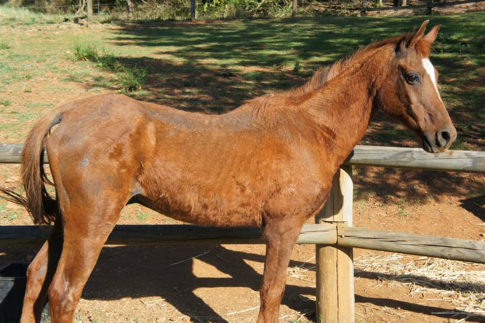 Save a Horse Australia Horse Rescue and Sanctuary