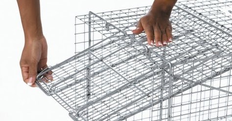 What is a cat trap and how does it work? | Traps For Cats and Foxes