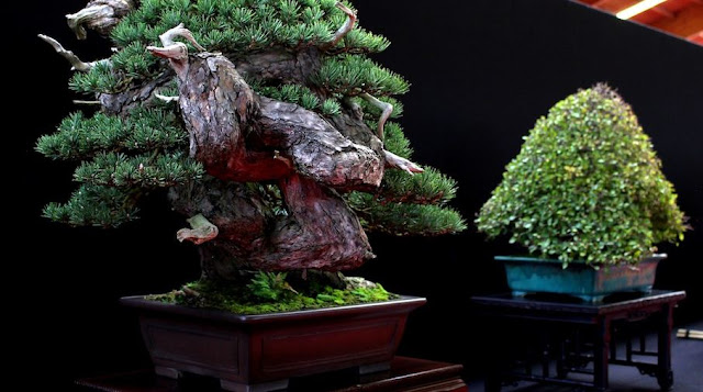 Best Bonsai Pics: Amazing Bonsai Trees Pictures