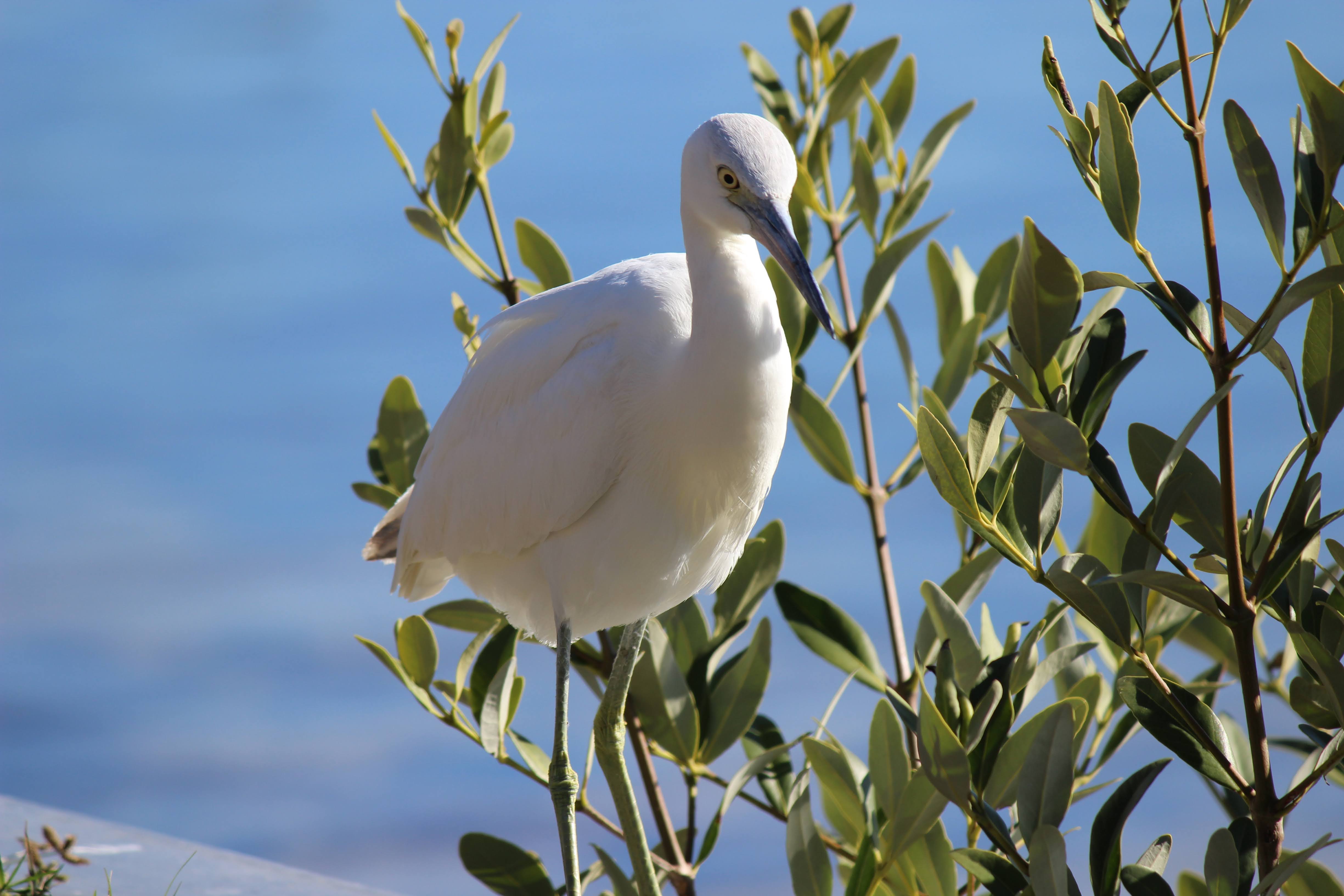 To Behold the Beauty: Immature Little Blue Heron