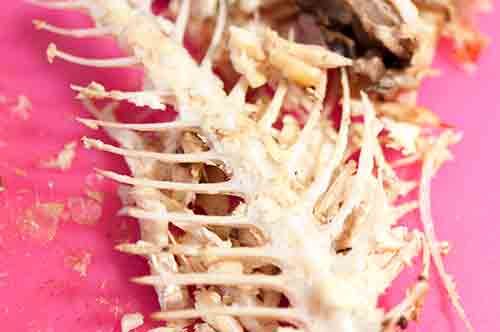 Things wot I Made Then Ate: Praise for the red snapper soup