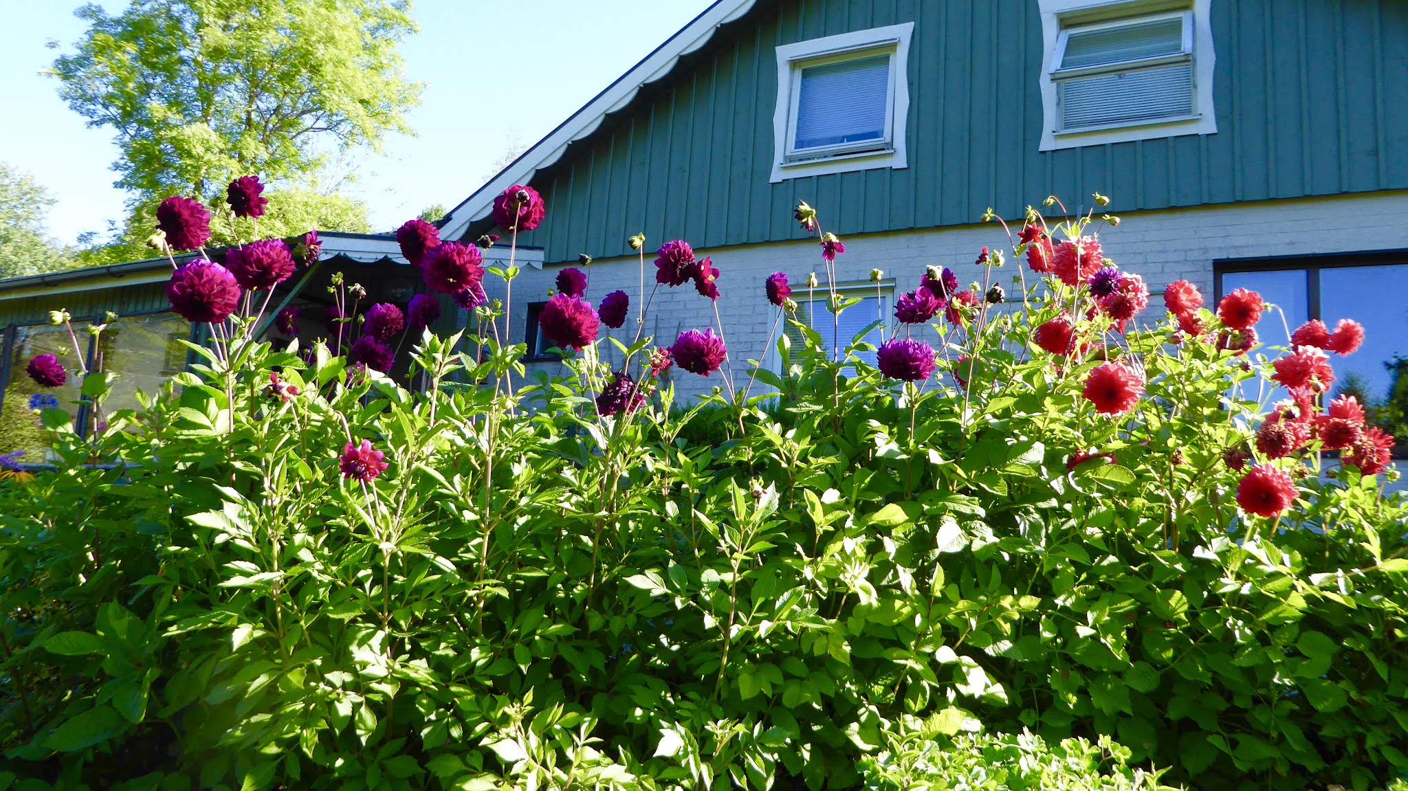 elämää luonnossa: Joriinit eli Daaliat pihallanne 2020