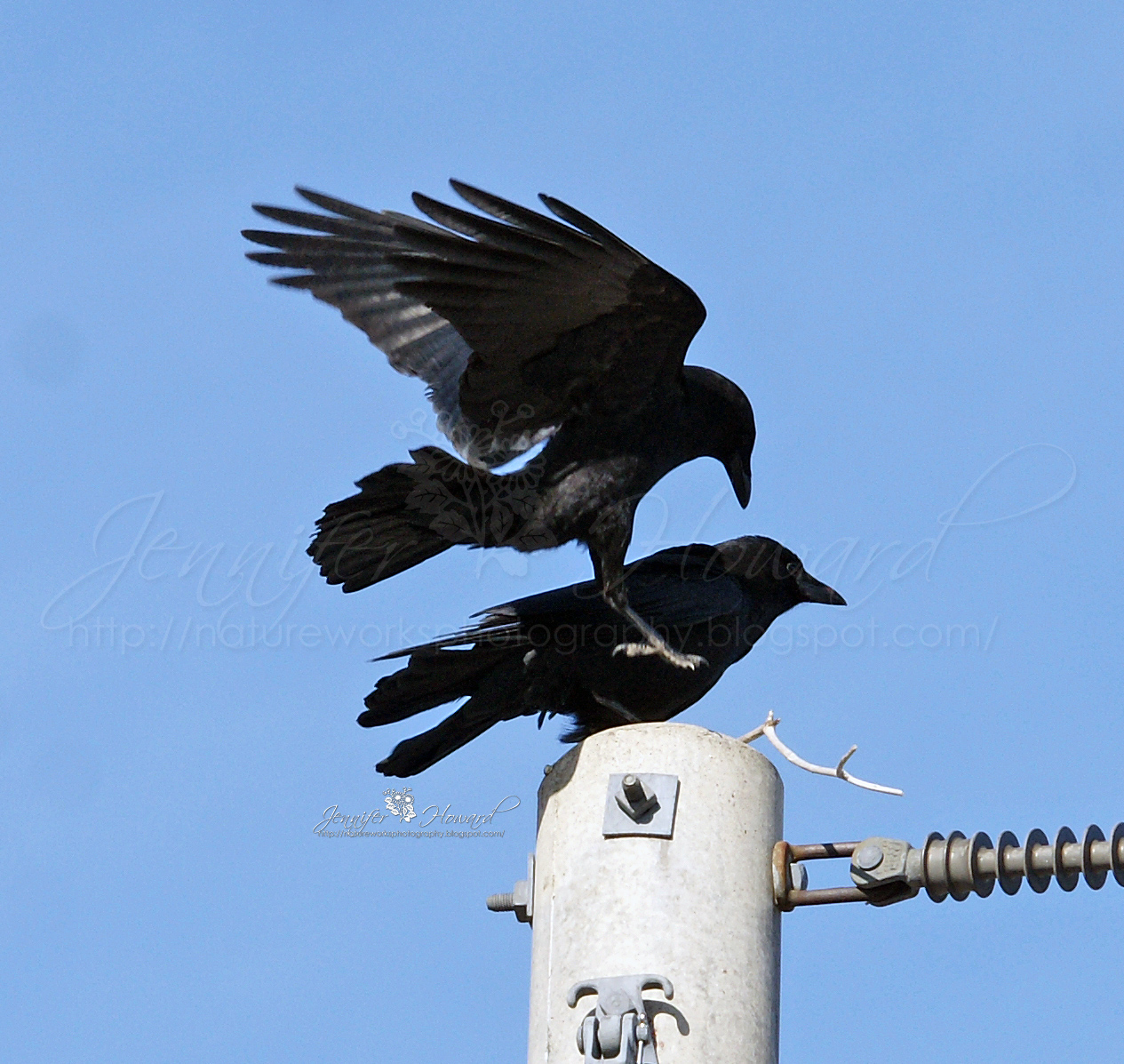 Nature Works Photography: Common Crows mating & attracting a mate March 24