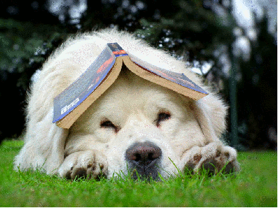 Pieseczki mireczki: Animowane obrazki i gify - Pies Berneński pasterski