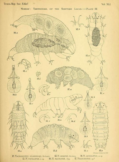 LA CIENCIA DE LA VIDA: Los tardígrados de Ant Man y la Avispa