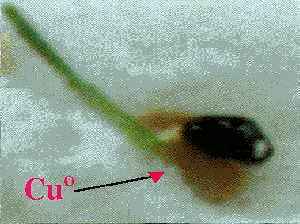 pax americana: Evolución del teocintle hacia el maíz