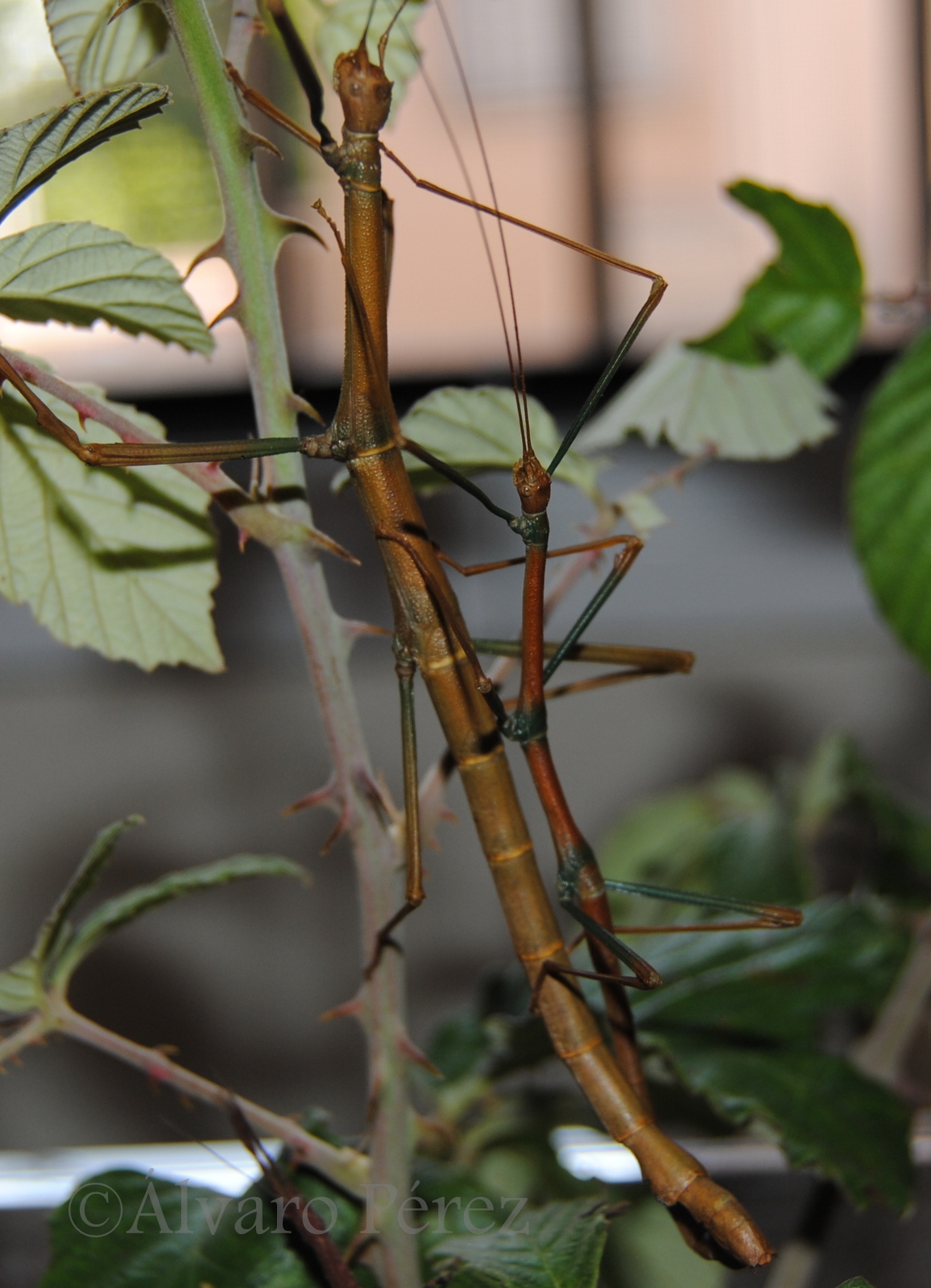 CLONOPSIS: Lonchodes philippinicus