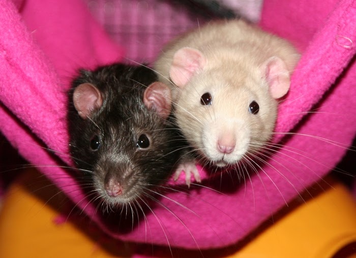 Three Good Rats: Biscuit and Nibbles
