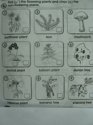 SCIENCE YEAR 2: Worksheets