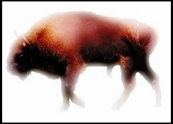 TIERRA SYLVANA: BISONTES.