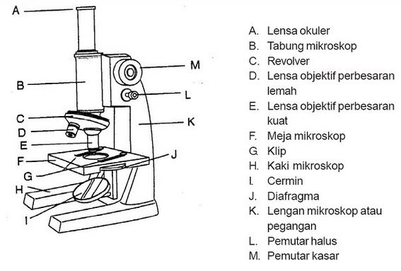 Pengertian dan Macam-macam Jenis Mikroskop, Bagian-bagian beserta ...