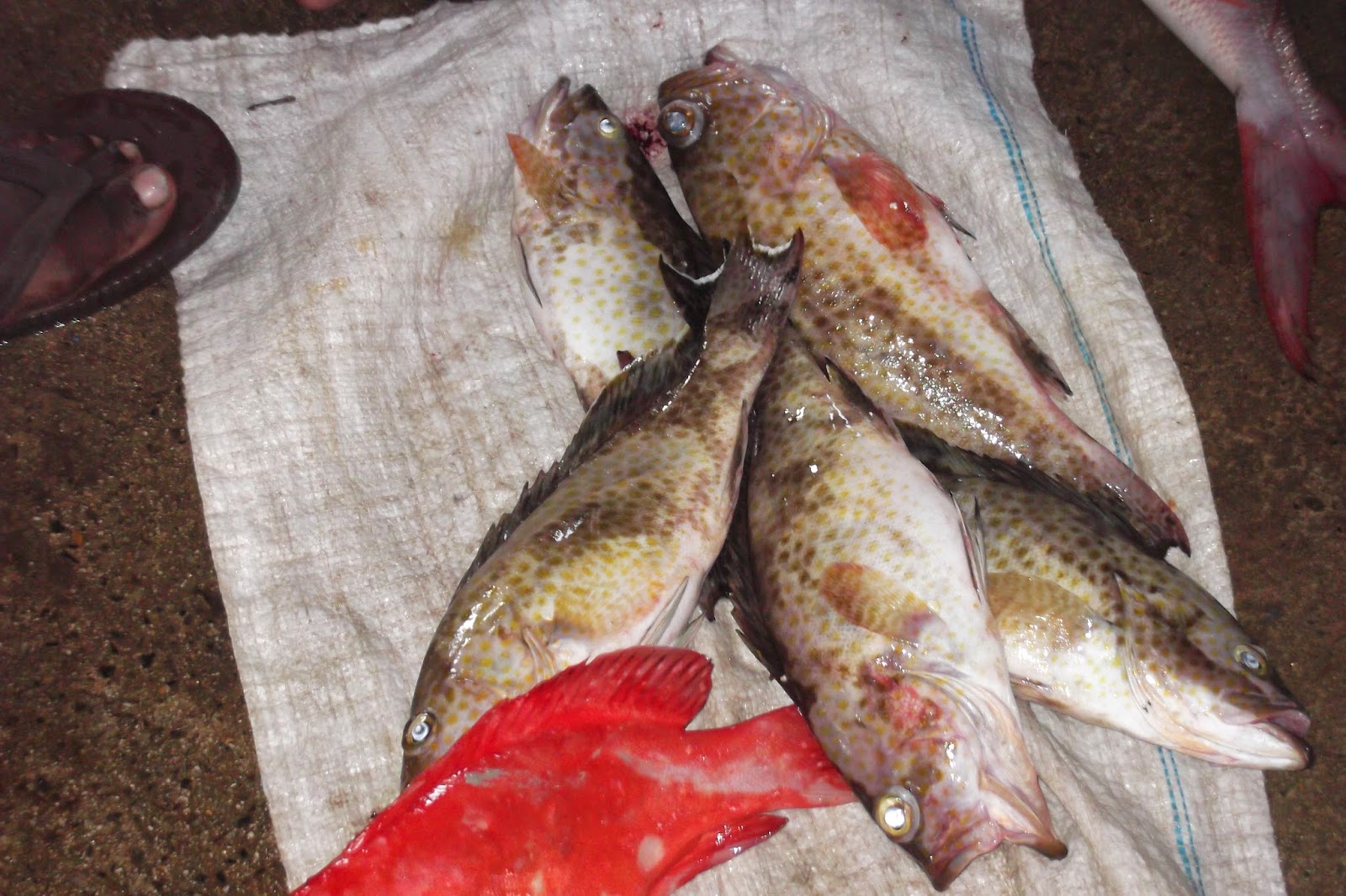 NEGOMBO SEAFOODS: KOSSA