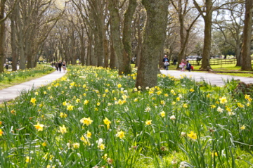 SHADES OF GRAY: SPRING IN CORNWALL PARK