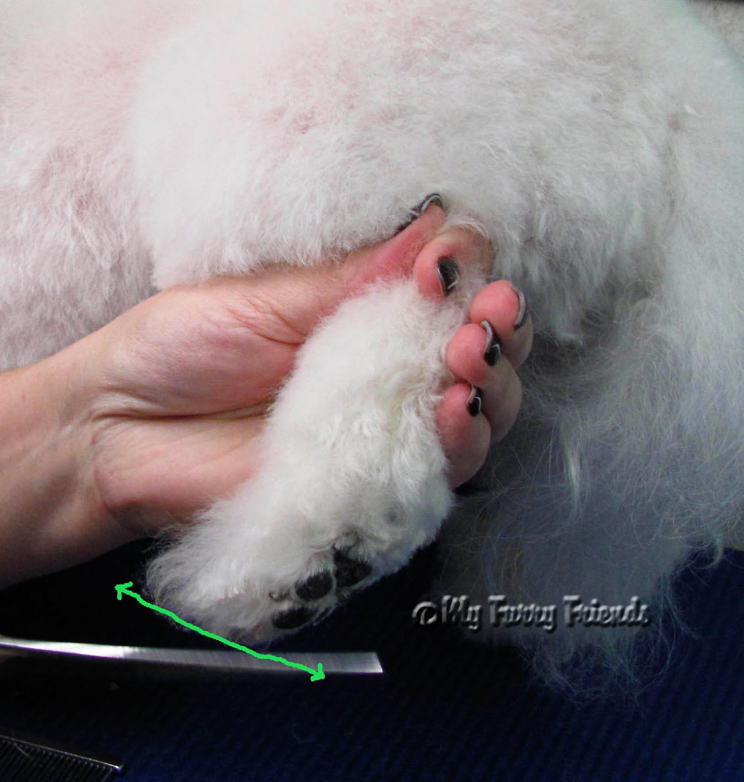 Pet Grooming: The Good, The Bad, & The Furry: Neat Round Feet