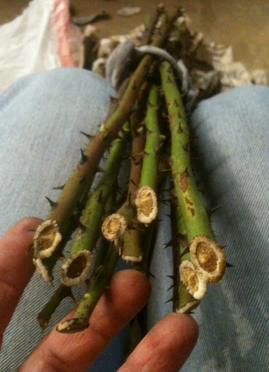 Mid-Atlantic Plant Research Center: Rooting rose cuttings again with ...