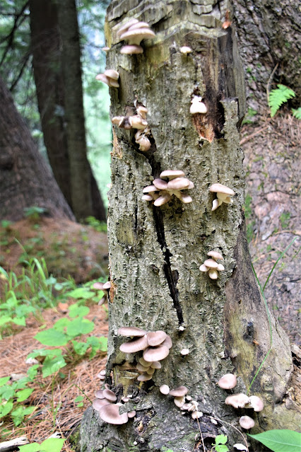 Camping in clouds at Sharan forest Kaghan Valley