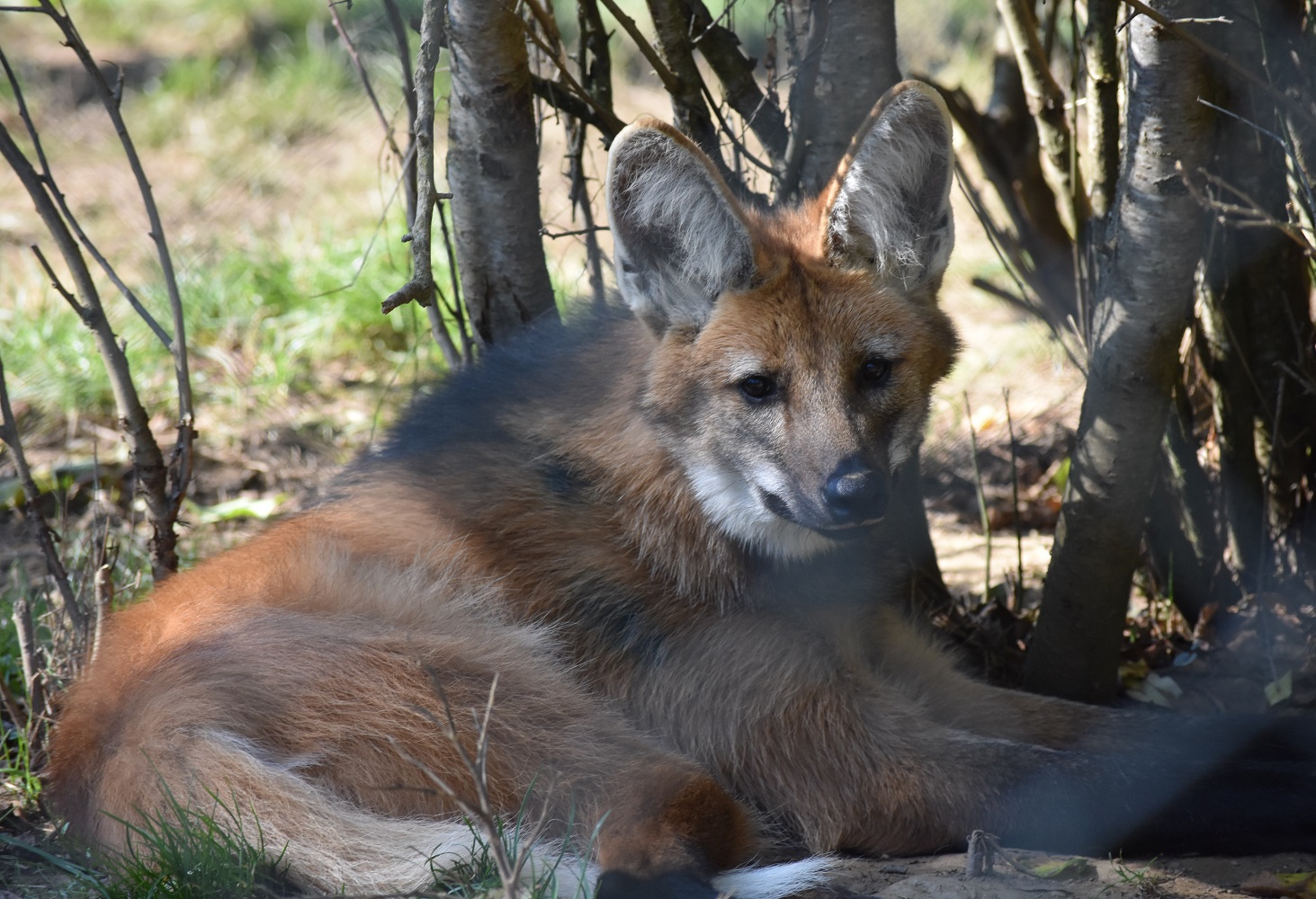 ZOOTOGRAFIANDO (6.100 ANIMALS): LOBO DE CRIN / MANED WOLF (Chrysocyon ...