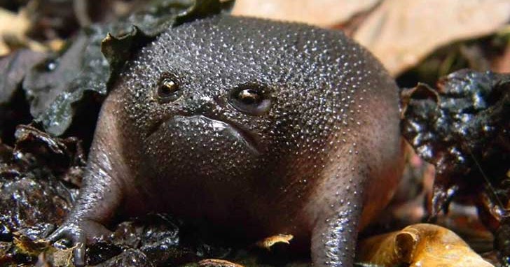 Belladonna Historias: Fuscus