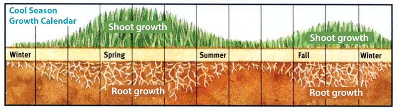 Highlands Country Club Agronomy: Growth Patterns of different turfgrass ...