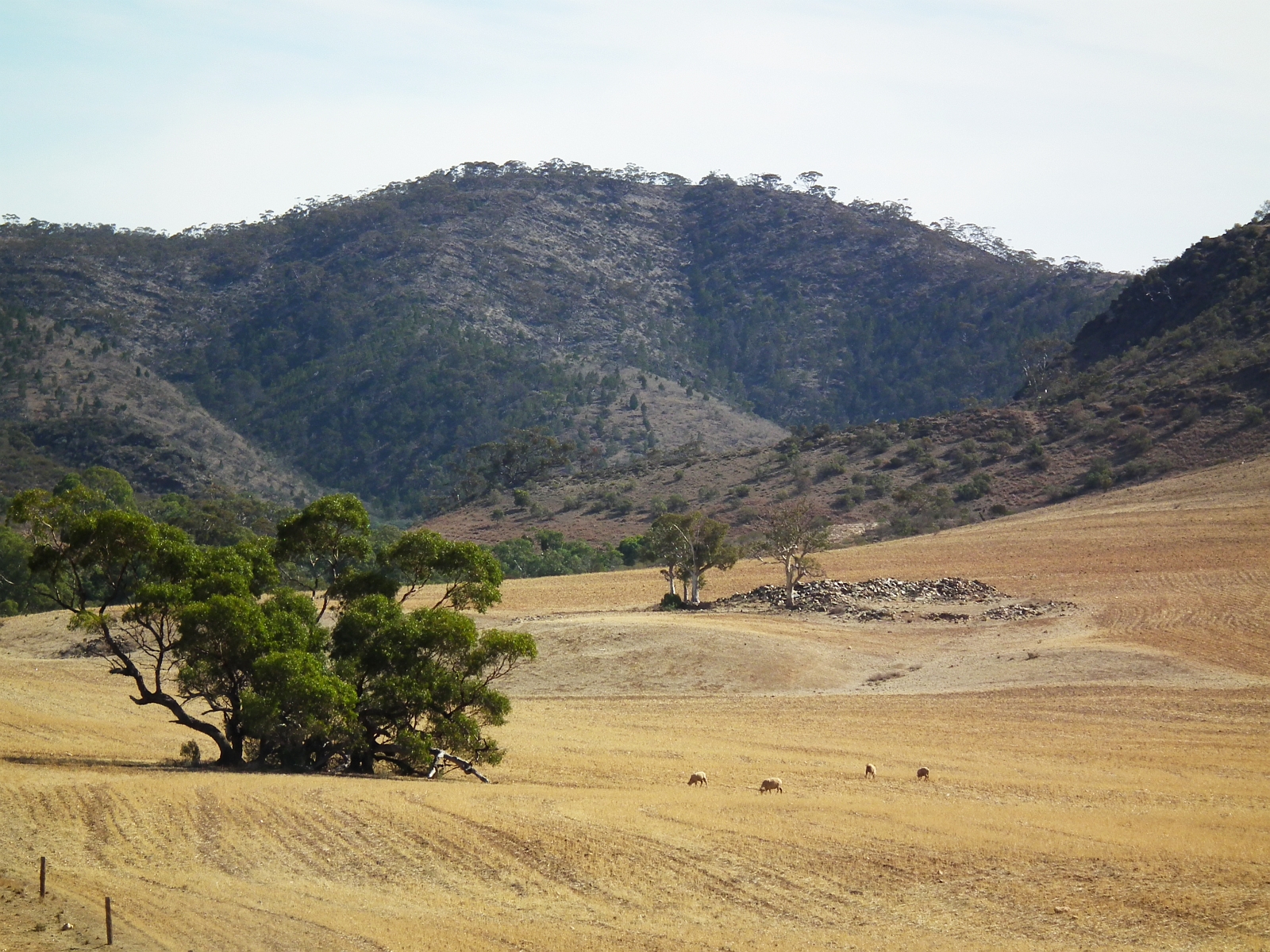 Meander to the Max: World's End and Burra Creek Gorge ... watching out ...