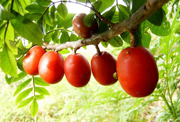 Pró - Vida Saudável: Seriguela