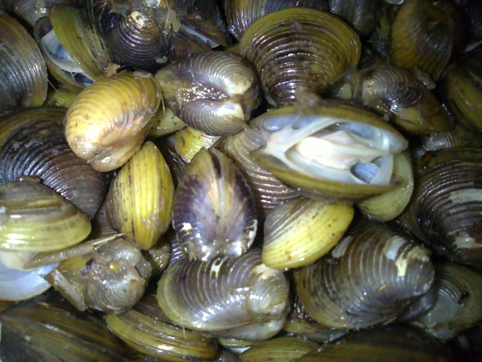 Di sini..: Etok : Only In Kelantan