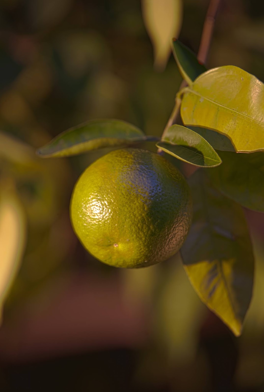 An Tangerine Before it Ripens