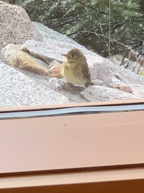 BC Rare Bird Alert: Vancouver and Area, Fraser Valley and Sea to Sky