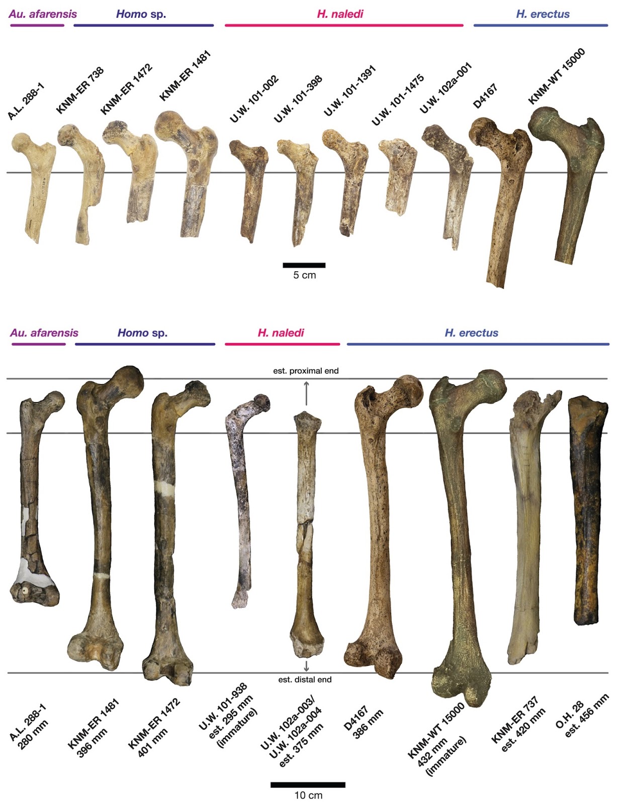 Paleoantropología hoy: Homo naledi
