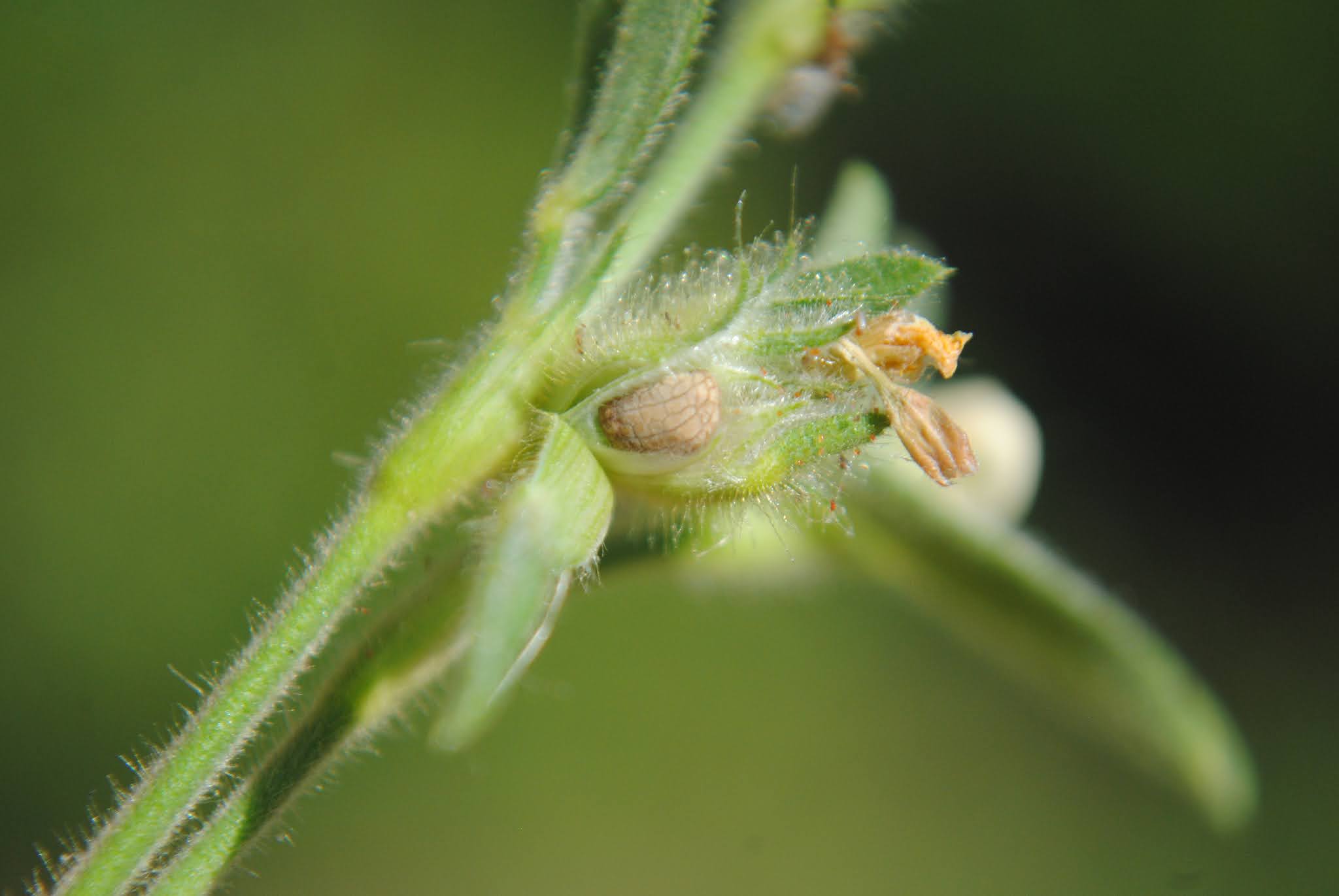 Fabaceae - Leguminosae no Brasil: Stylosanthes