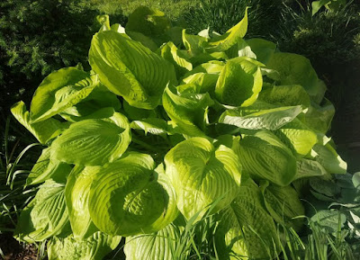Future Plants by Randy Stewart: Hosta