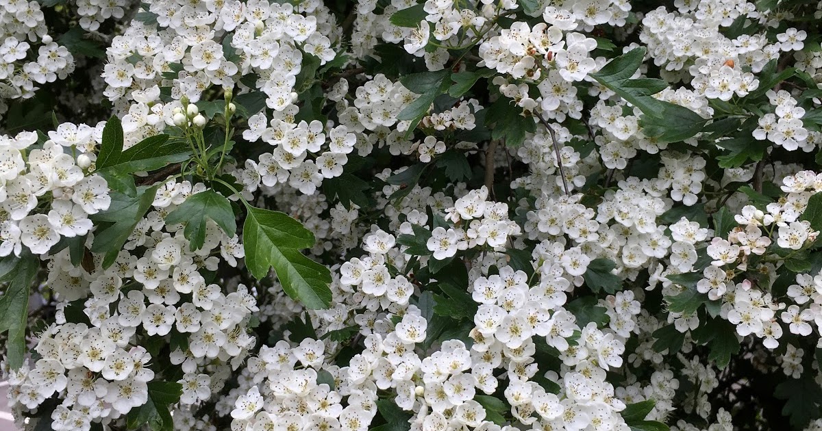 Nature and Weather in SE England: May trees and shrubs
