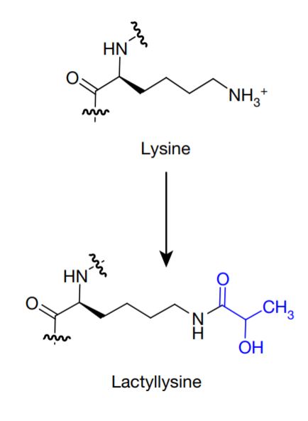 A new histone modification "lactylation"