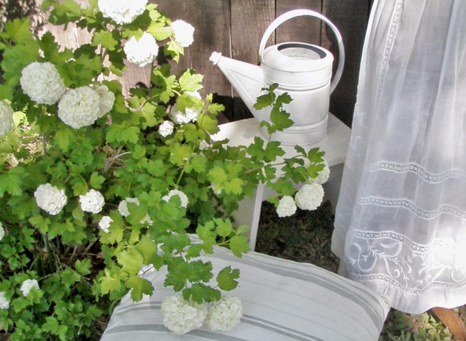 Cabin & Cottage : Snowballs in May