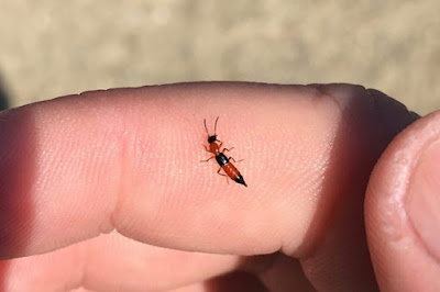 3 langkah pencegahan semut Charlie | My Pest News