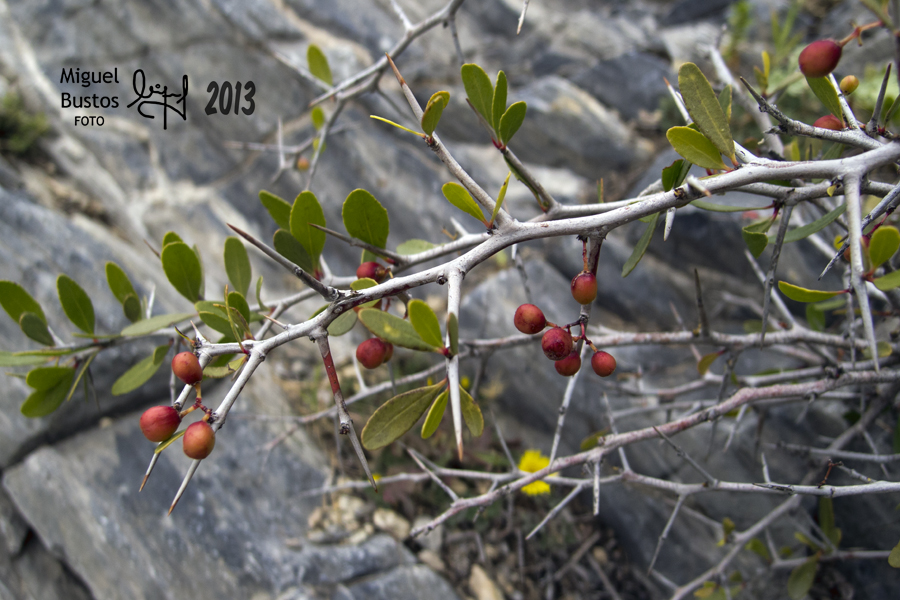 Naturaleza y Fotografía en Motril: Fruto del cambrón (Maytenus ...