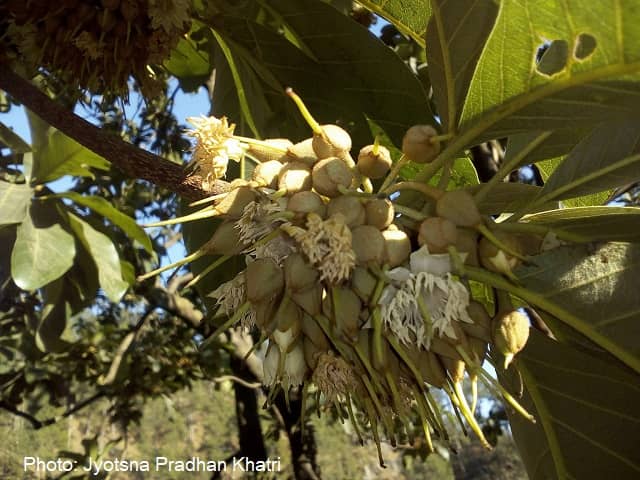 पहाड़ का कल्पवृक्ष- च्यूर या च्यूरा (Indian Butter Tree)