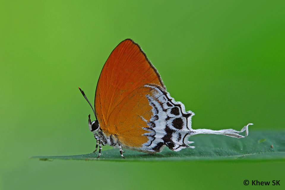Butterflies of Singapore: Butterfly Photography 101 - Part 6