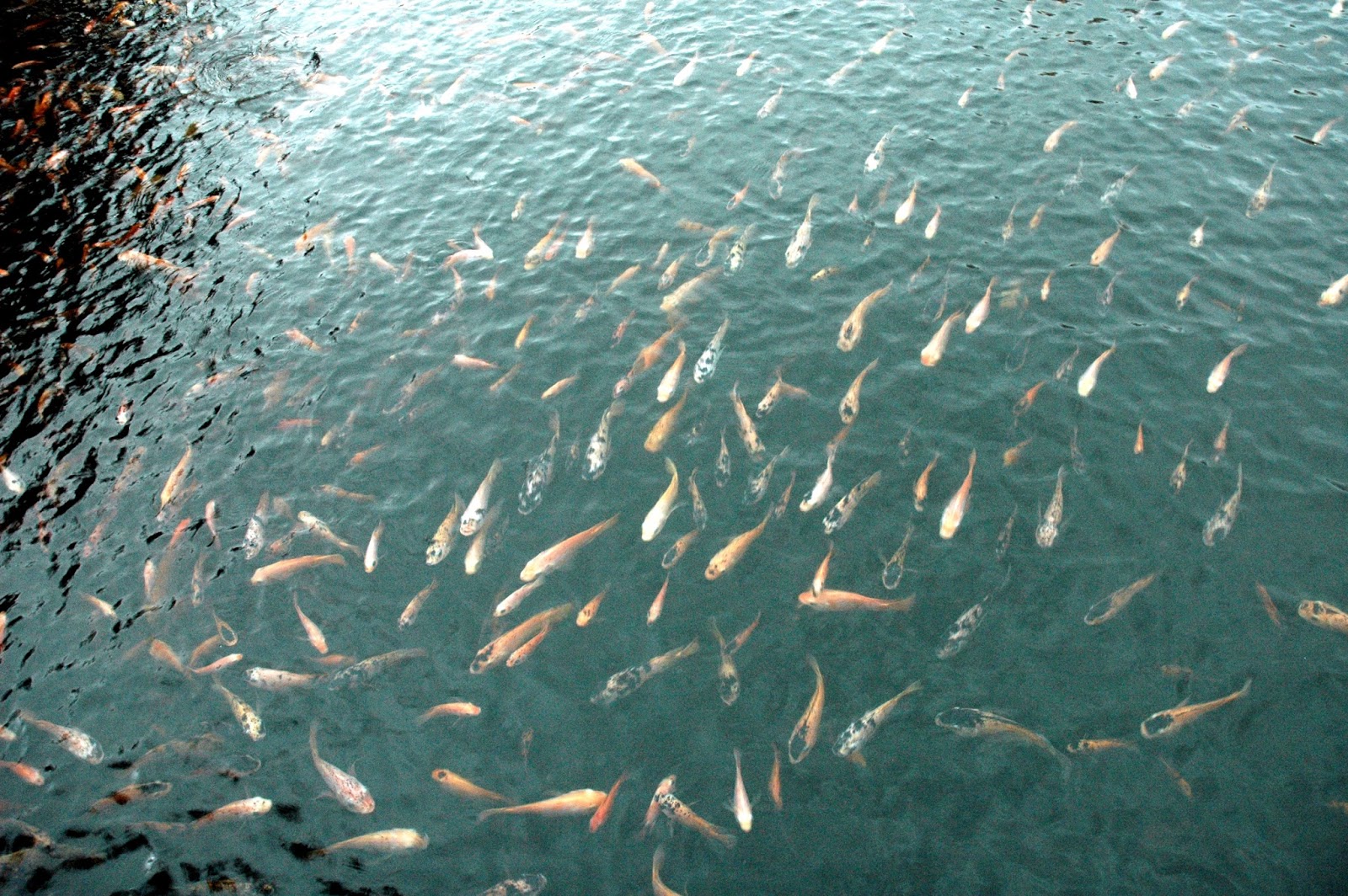 DUDE FOR FOOD: Food Trips: Good Food and Good Vibes All Around at ...